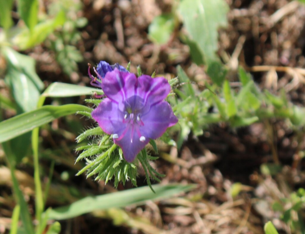 Viper’s-Bugloss Invades Texas – Nature Along the El Camino Real