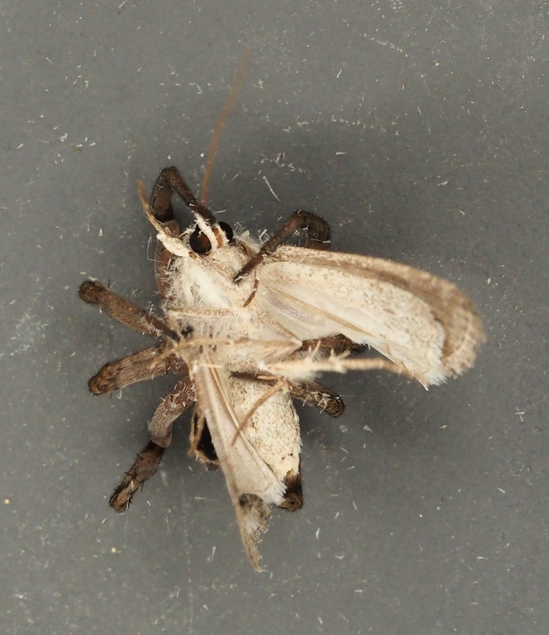 New and Unusual Wolf Spider Observations – Nature Along the El Camino Real