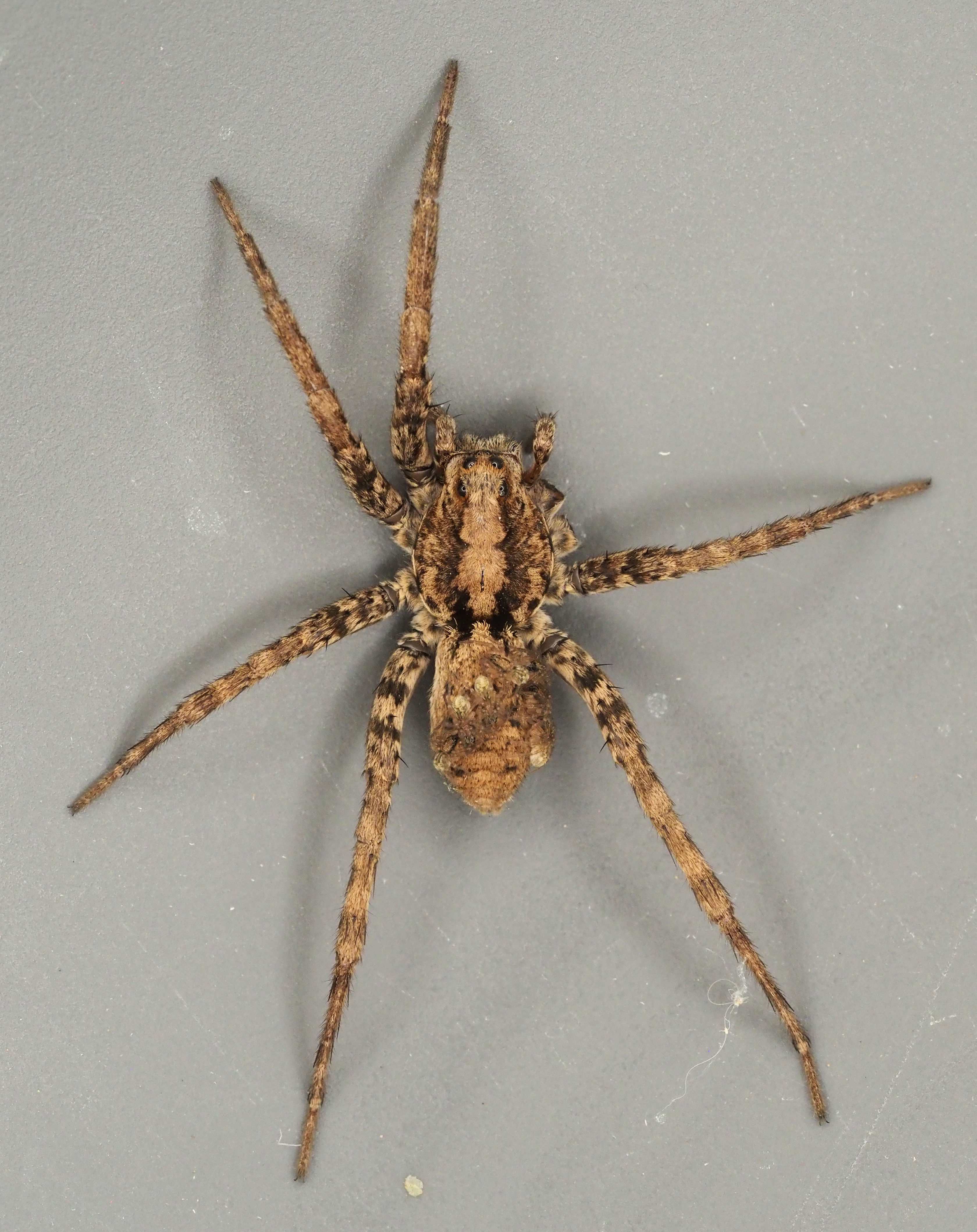 Spider Chase – Nature Along the El Camino Real