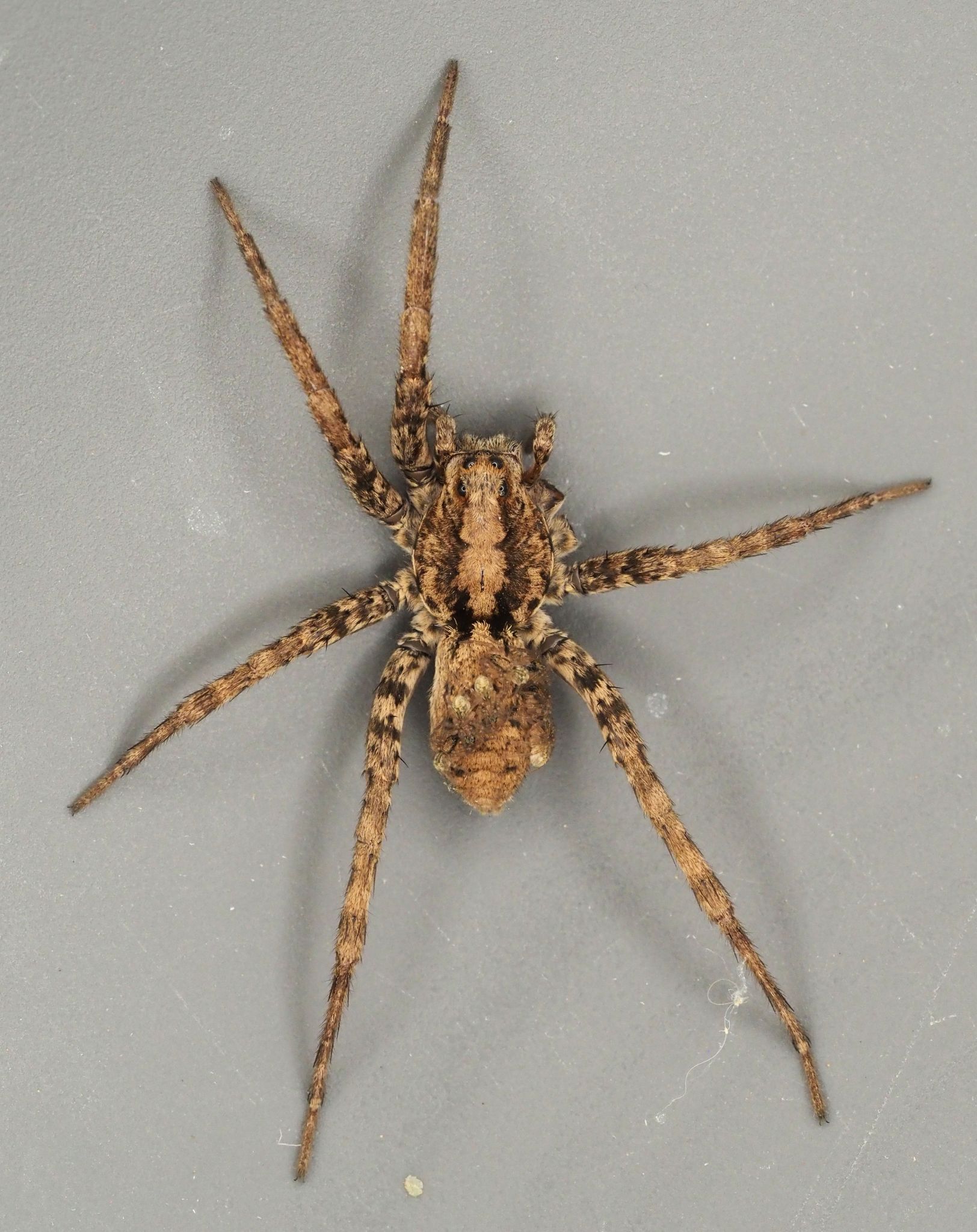 Spider Chase – Nature Along the El Camino Real