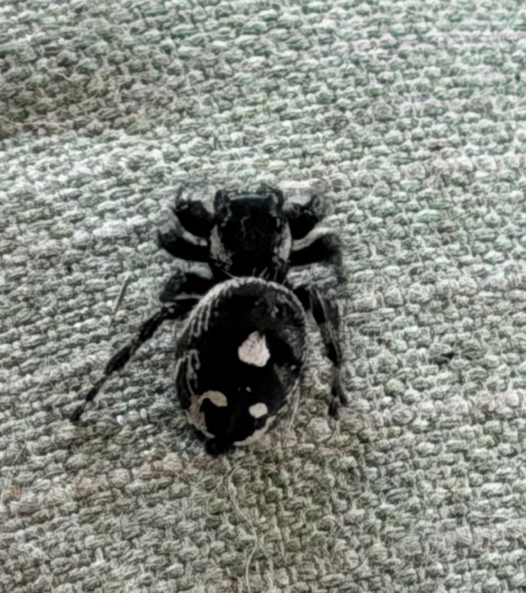 A new recruit and a spider (unrelated) – Nature Along the El Camino Real